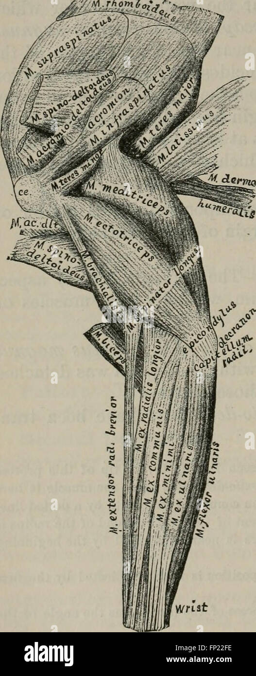 A 1882 work focusing on the anatomy of domestic cats and its relevance ...
