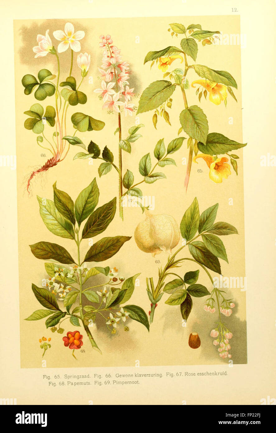 'Onze Flora' presents a detailed examination of the plant species ...