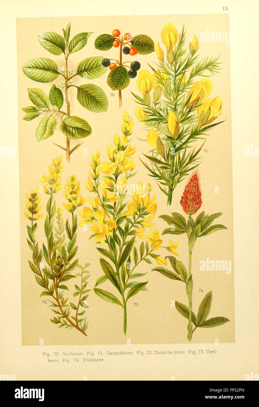Onze Flora Plate 13 showcases a detailed representation of plant ...
