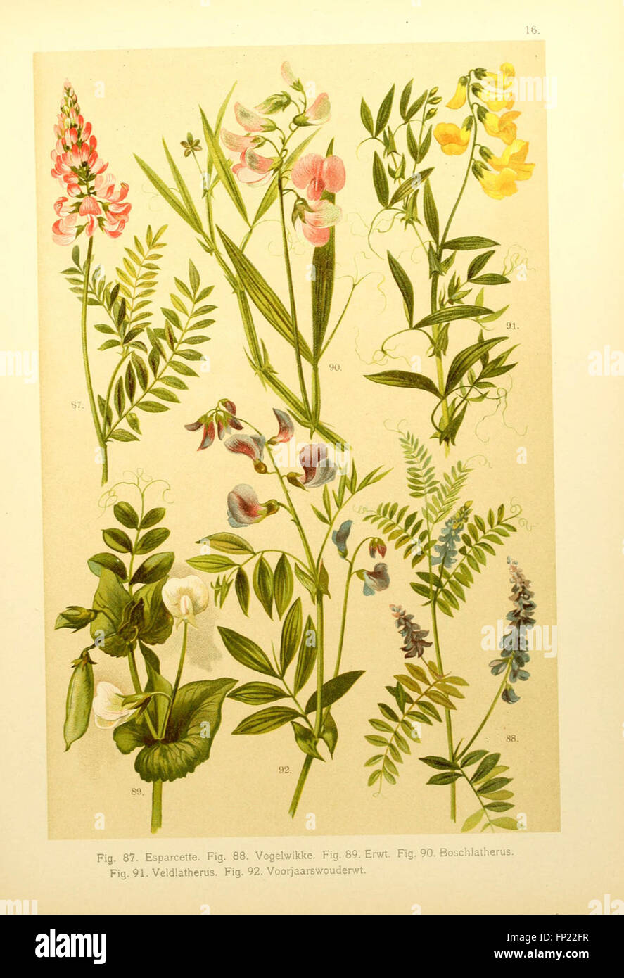 'Onze Flora' presents a detailed plate of local flora, showcasing ...
