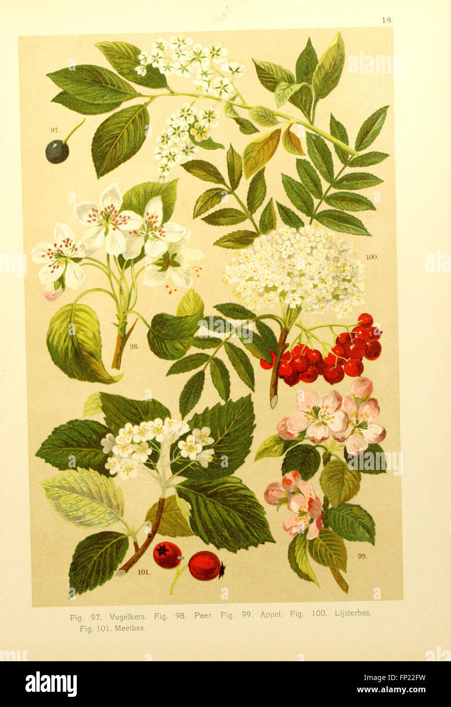 'Onze Flora' presents a detailed illustration of plant species ...