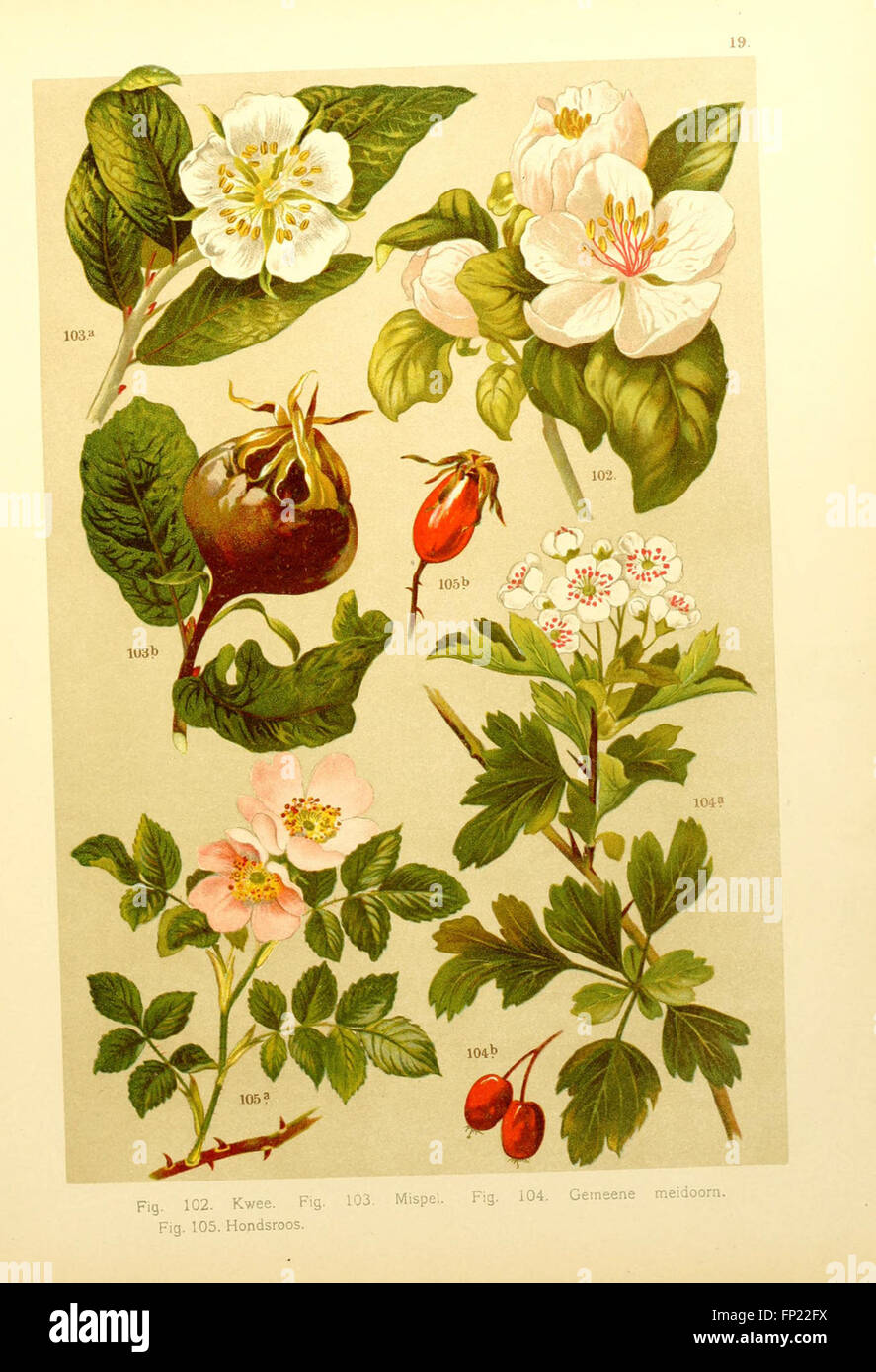 'Onze Flora' showcases the plant species native to the Netherlands ...