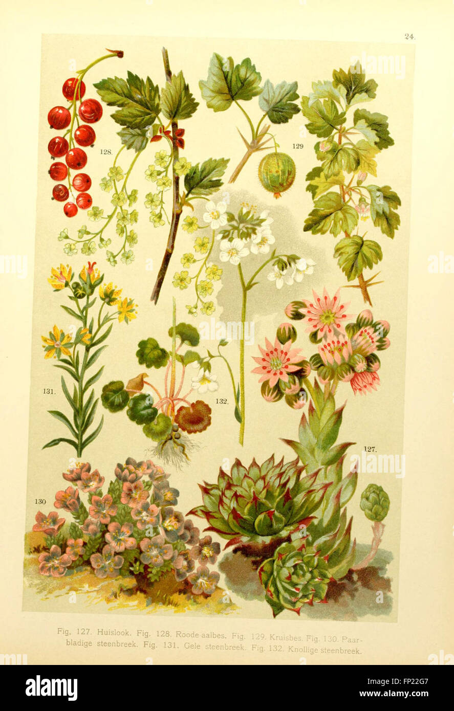 Onze flora showcases plant species native to the Netherlands, with ...