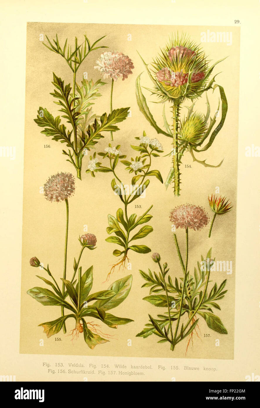 A botanical illustration featuring plant species from a specific region ...