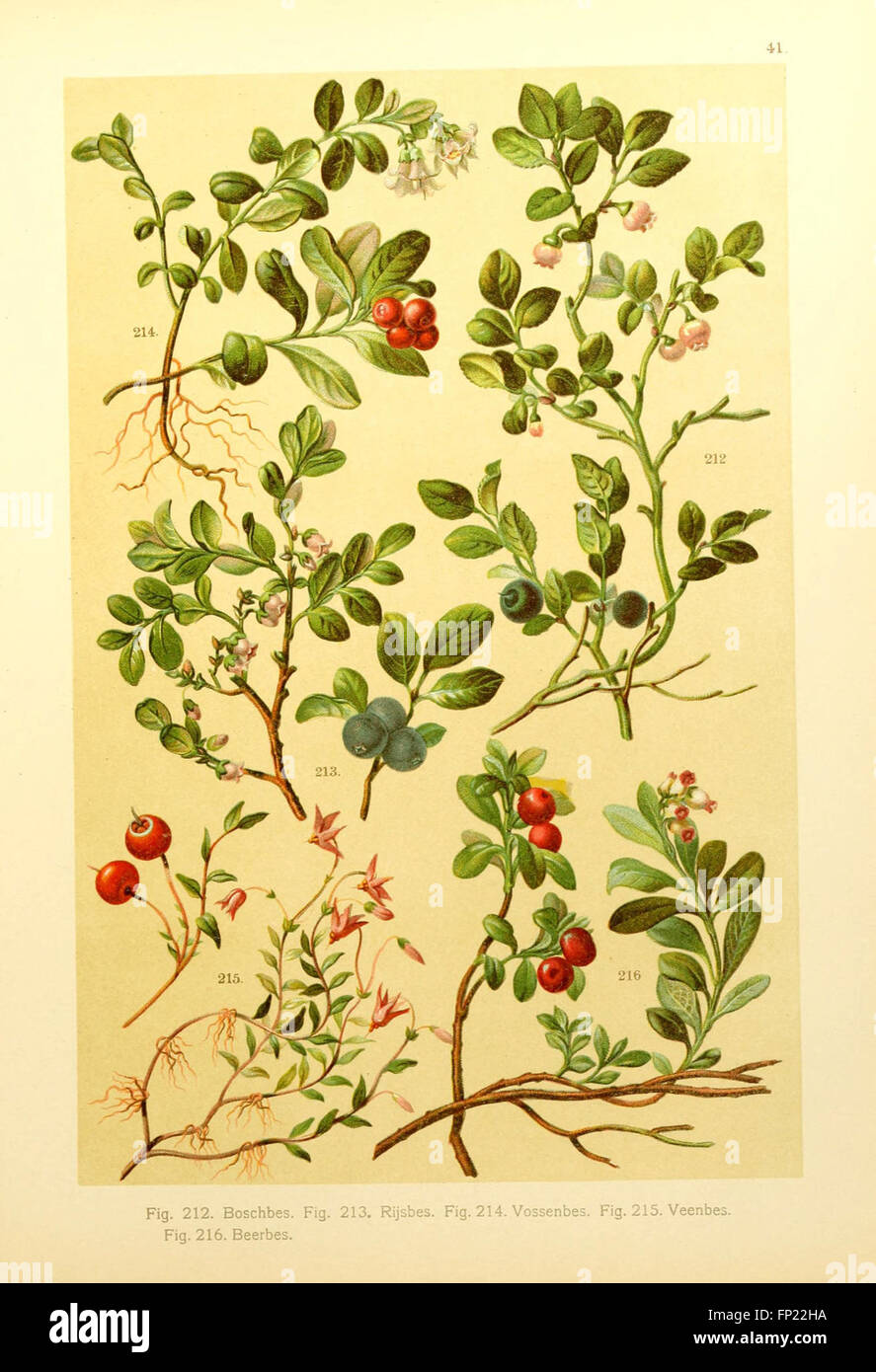 This illustration showcases the flora of a specific region, offering ...