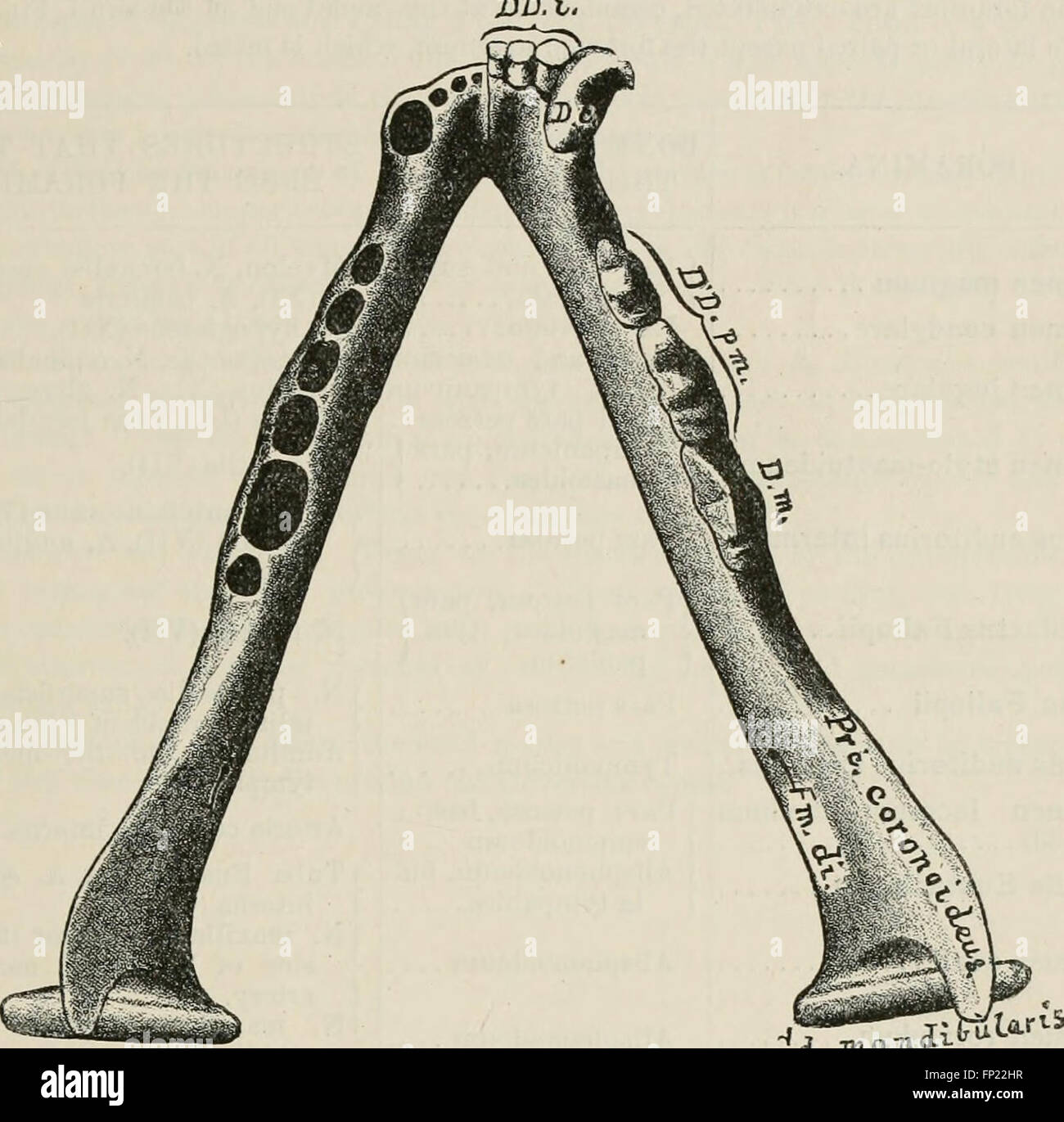 This work on anatomical technology explores the comparative anatomy of ...