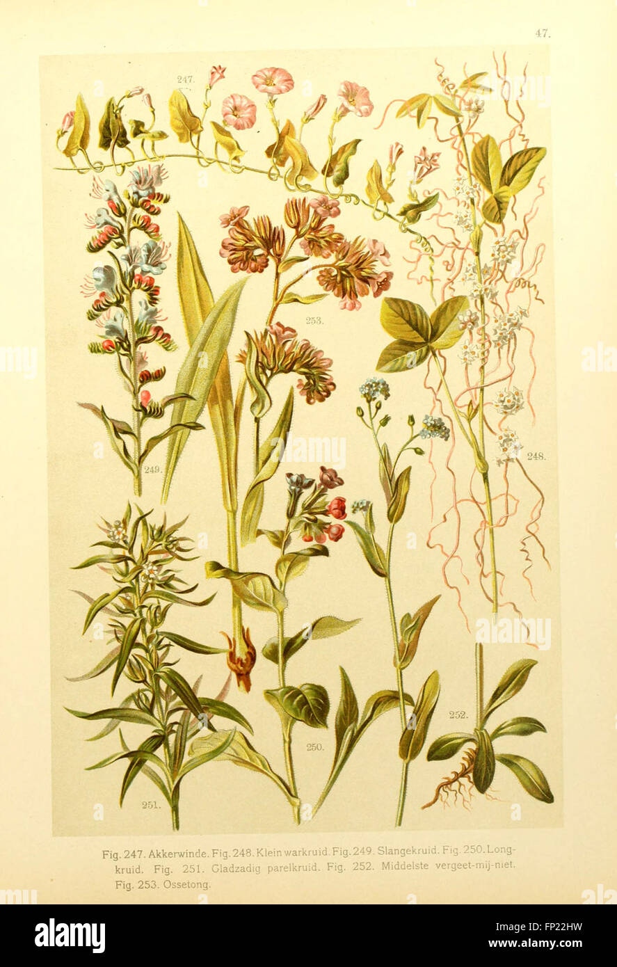 Onze Flora presents a detailed illustration of local plants ...