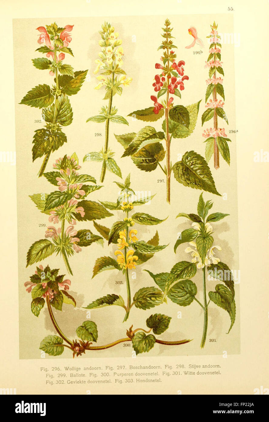 This botanical work provides illustrations and descriptions of the ...