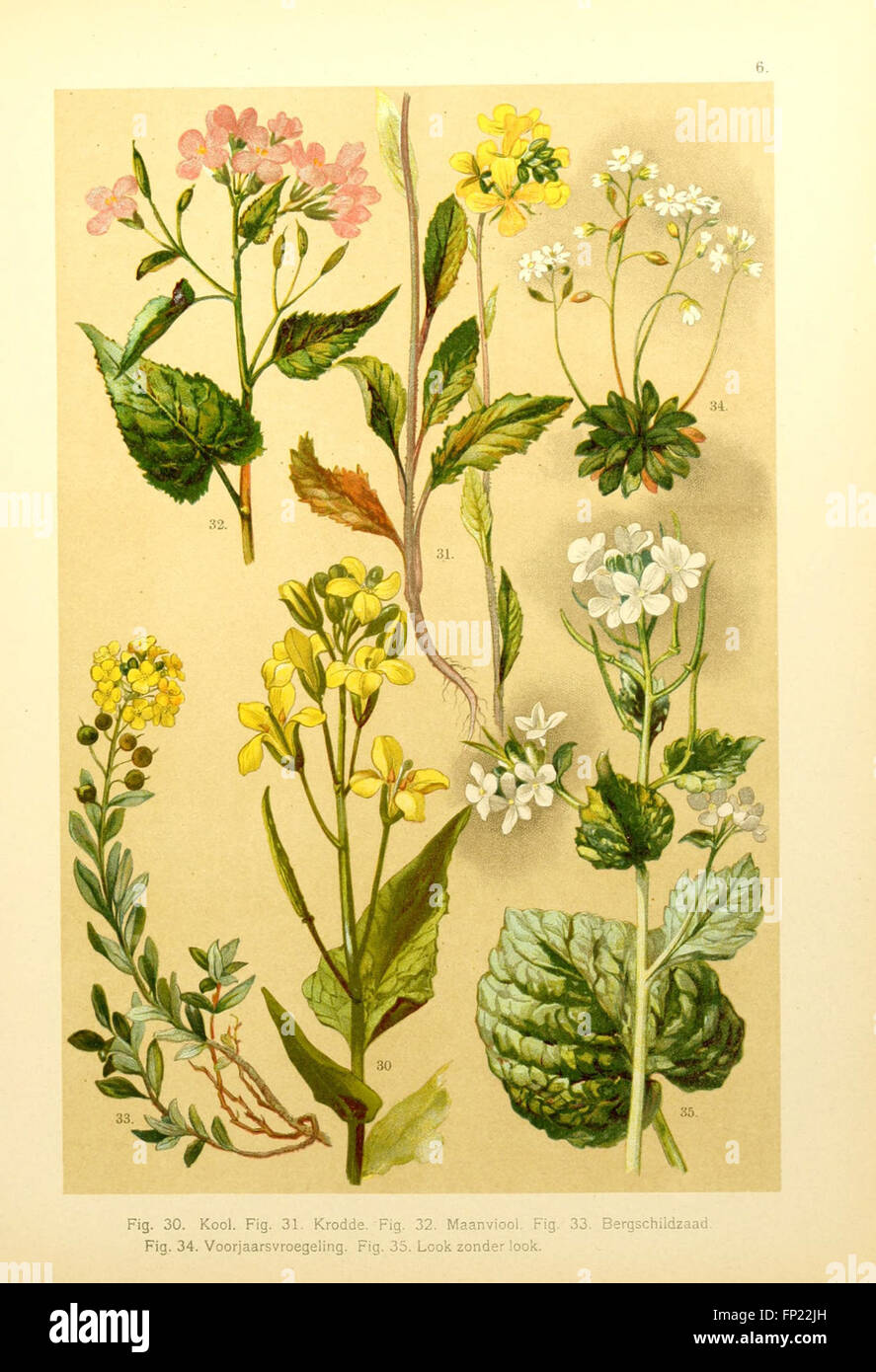 'Onze Flora' (Plate 6) presents a detailed depiction of the indigenous ...