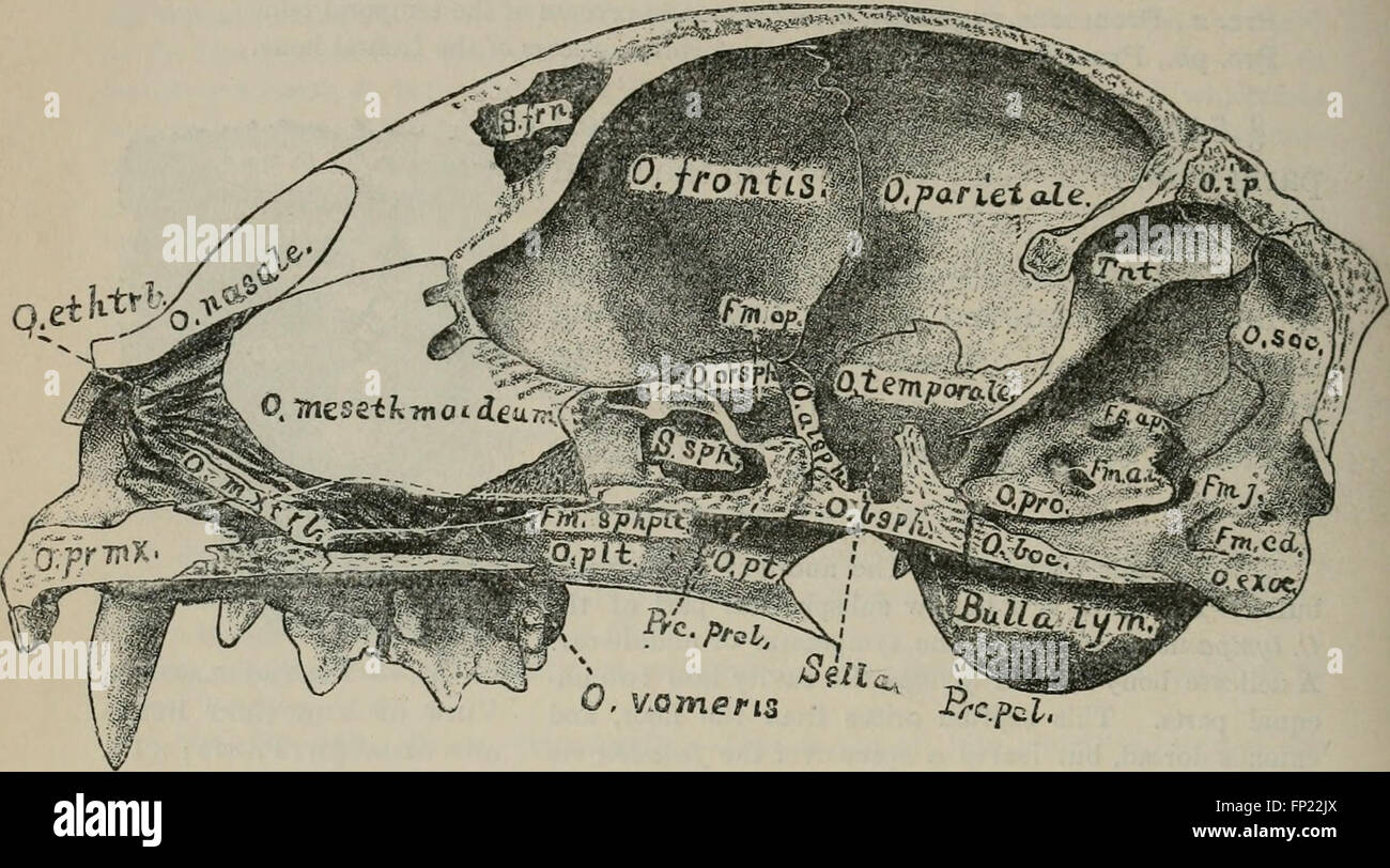 A 1882 introduction to comparative anatomy, focusing on the anatomical ...