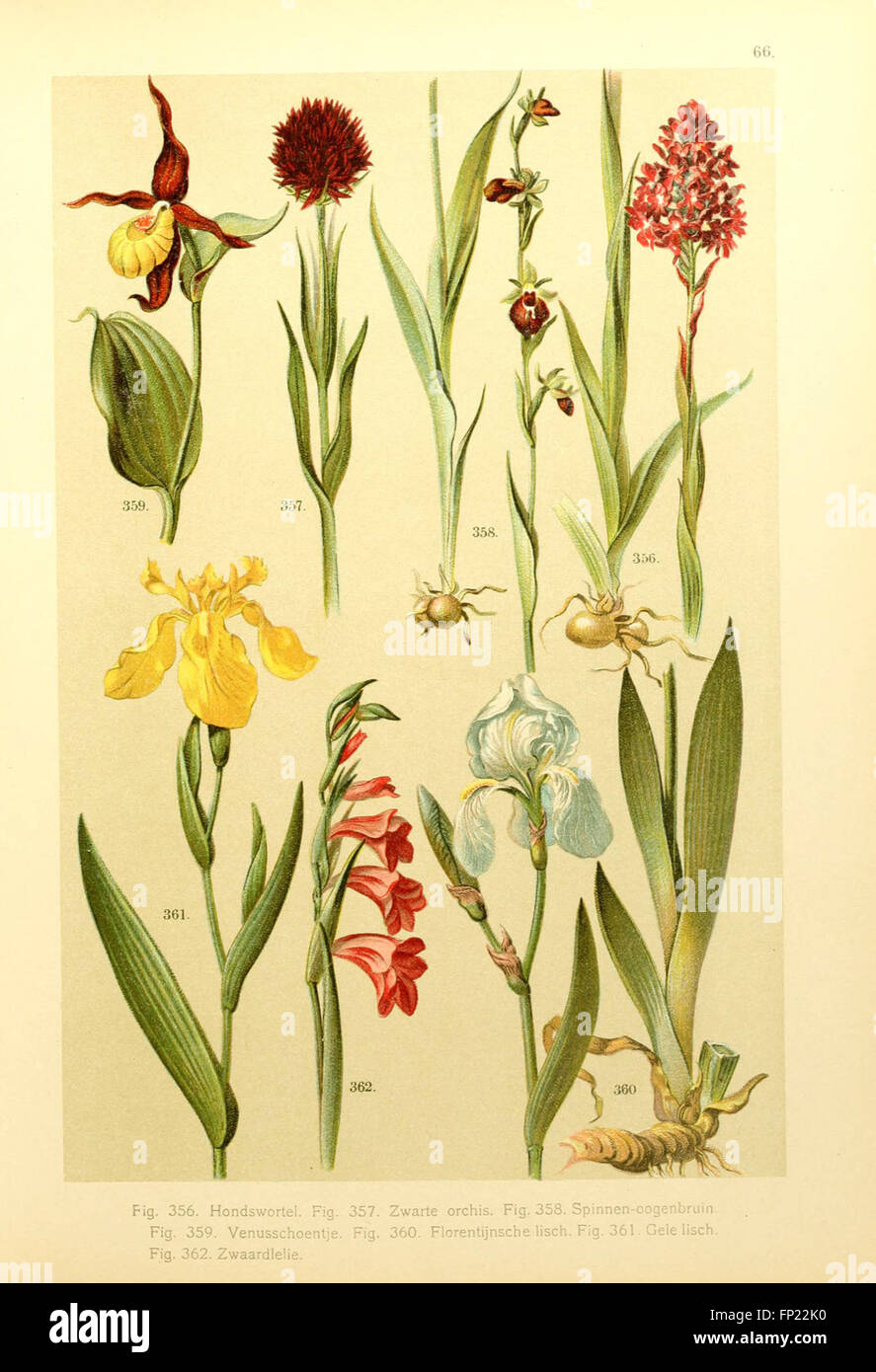 Onze flora showcases the flora of the Netherlands, with detailed ...