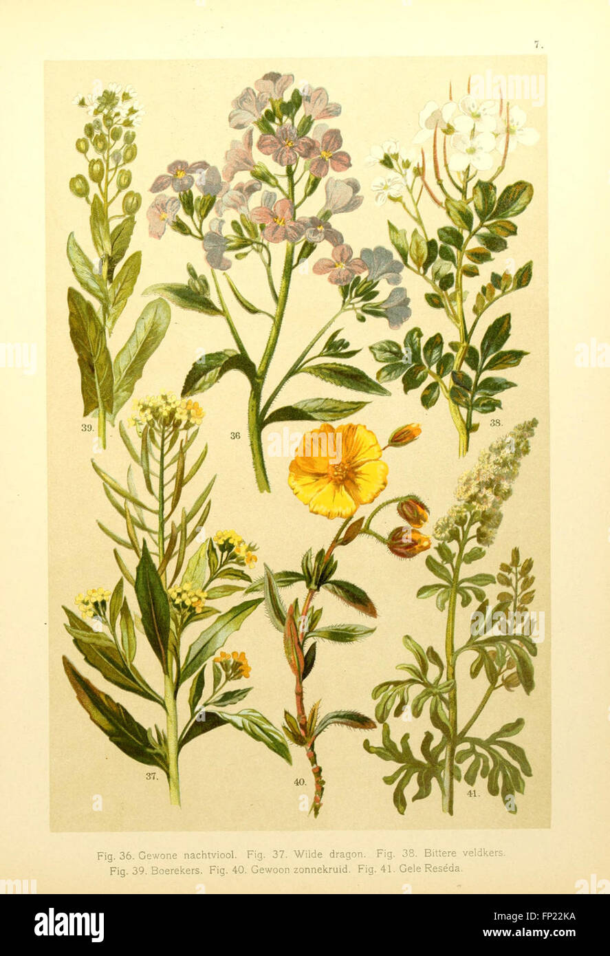 This plate from 'Onze Flora' presents illustrations of plant species ...