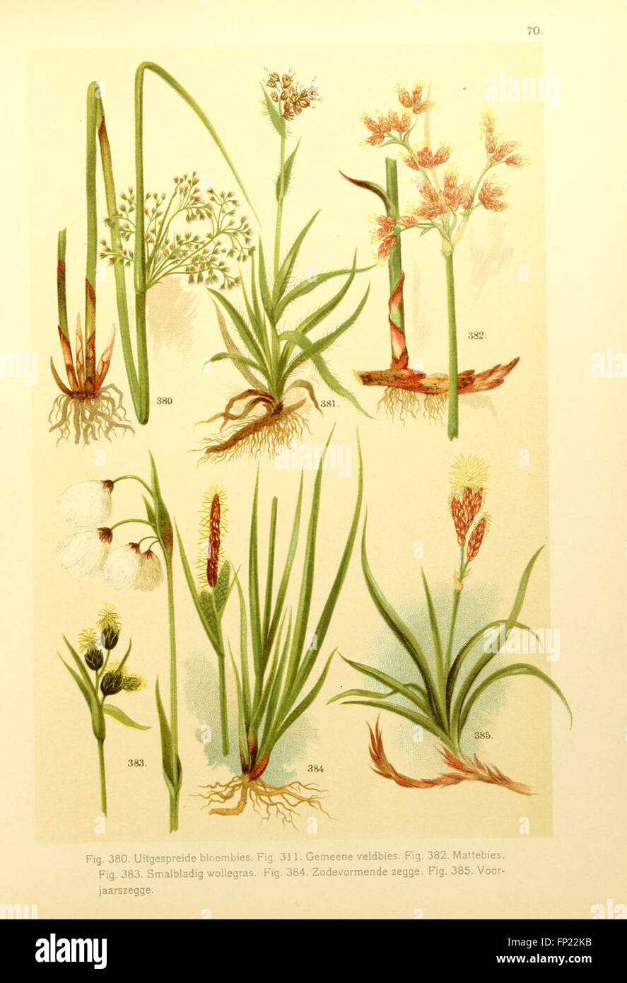 'Onze Flora' is a botanical work that presents illustrations of various ...