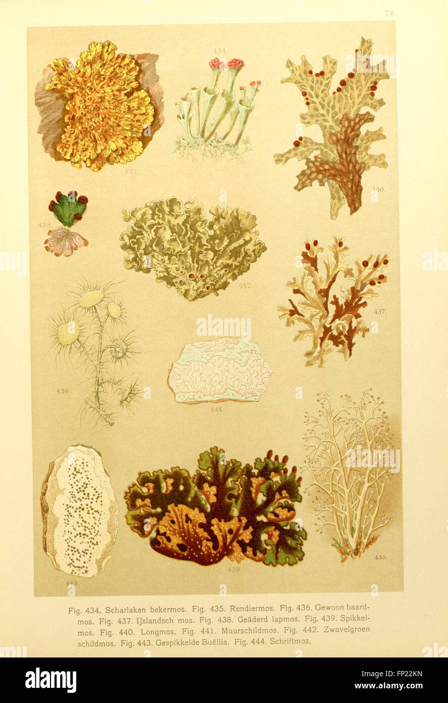 'Onze Flora' is a botanical work documenting plant species, focusing on ...