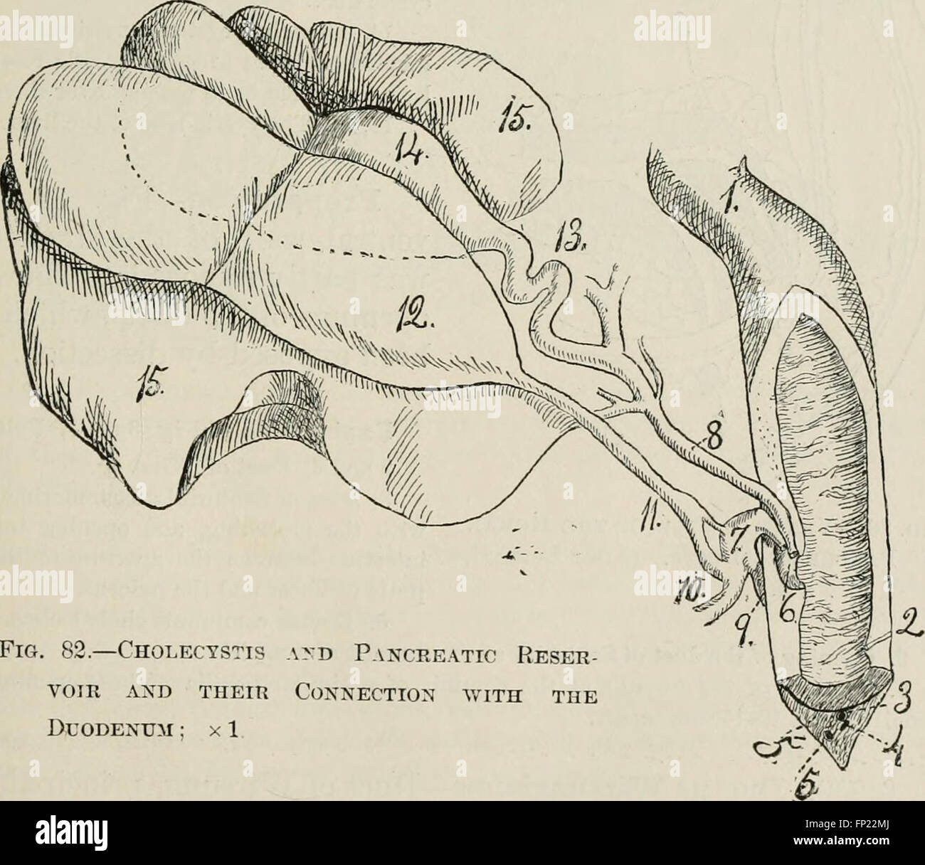 This 1882 work focuses on anatomical technology and its application to ...