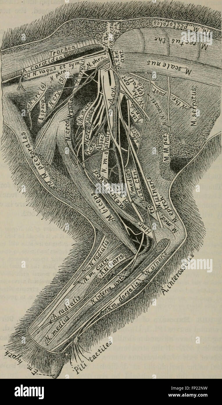 This 1882 work explores the anatomical structure of domestic cats ...