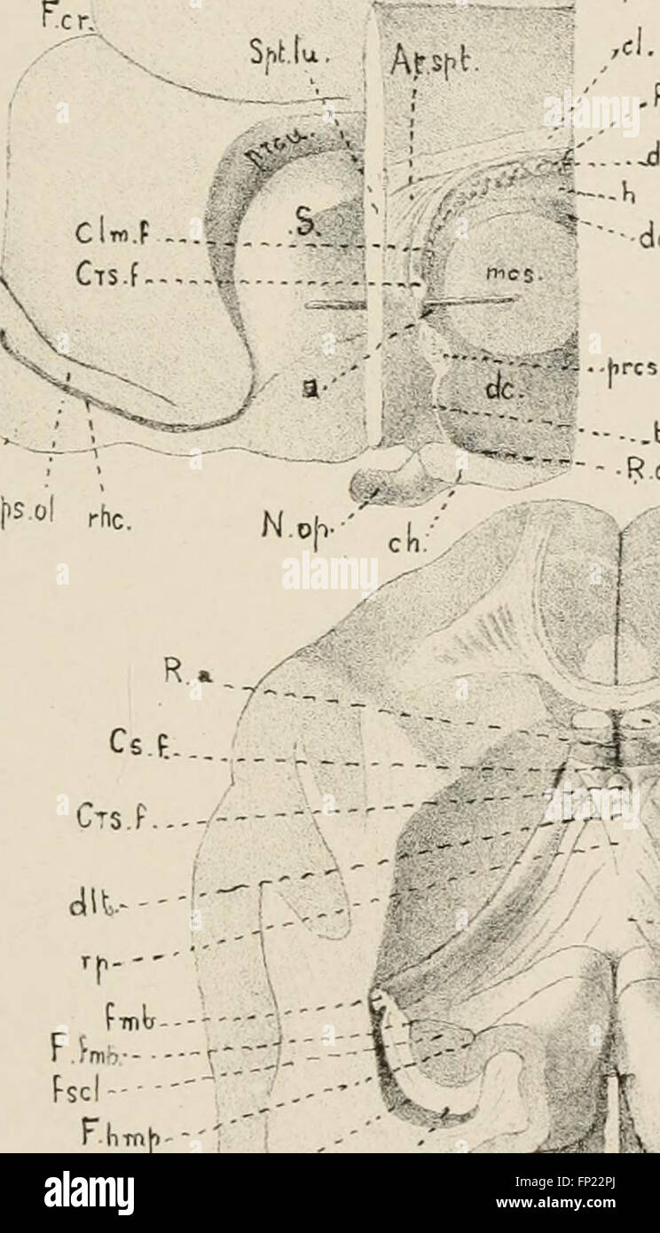Anatomical technology as applied to the domestic cat; an introduction ...