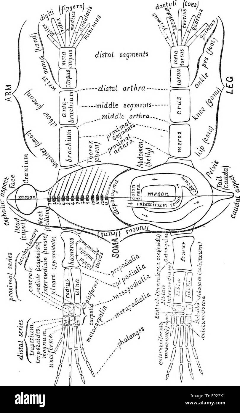 Cat introduction Black and White Stock Photos & Images - Alamy