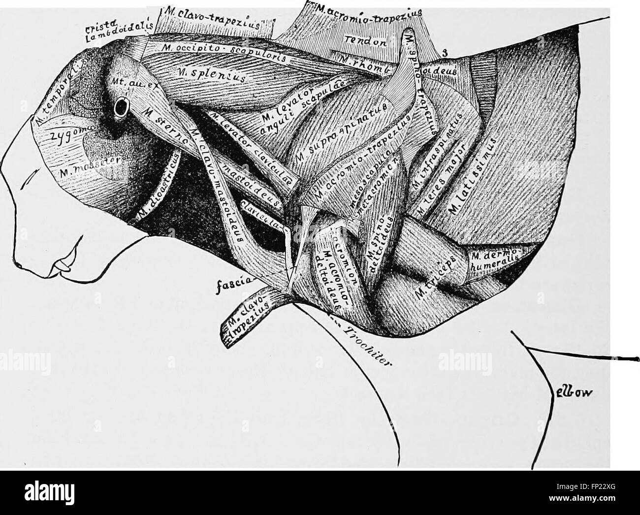 This 1886 work focuses on the anatomy of the domestic cat, comparing it ...