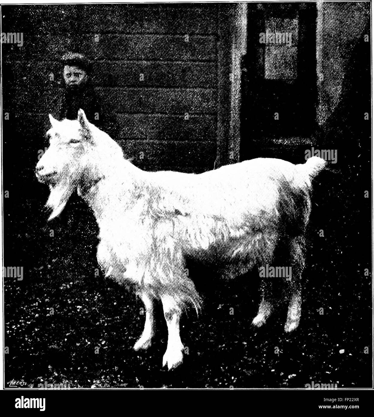 Domestic animals animal Black and White Stock Photos & Images - Alamy