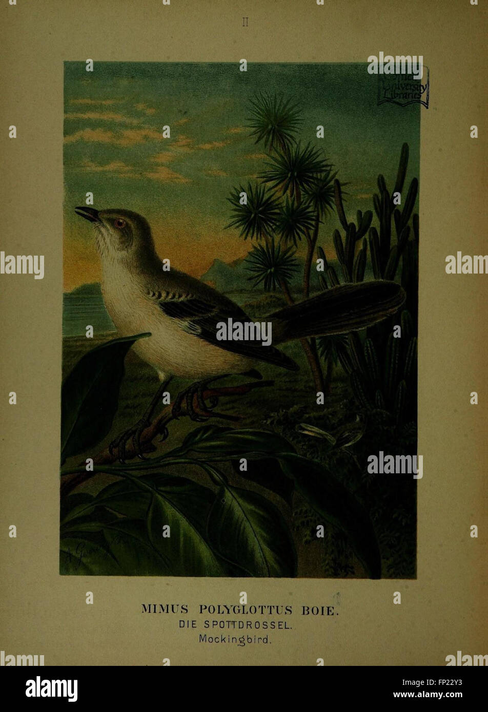 'Our Native Birds of Song and Beauty' (Plate II) showcases various bird ...