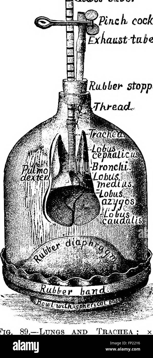 This 1886 text explores anatomical technology in the study of the ...