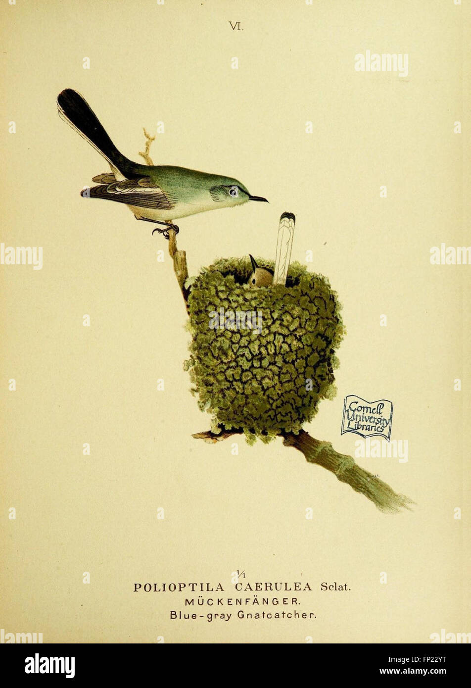 Plate VI from 'Our Native Birds of Song and Beauty' features ...