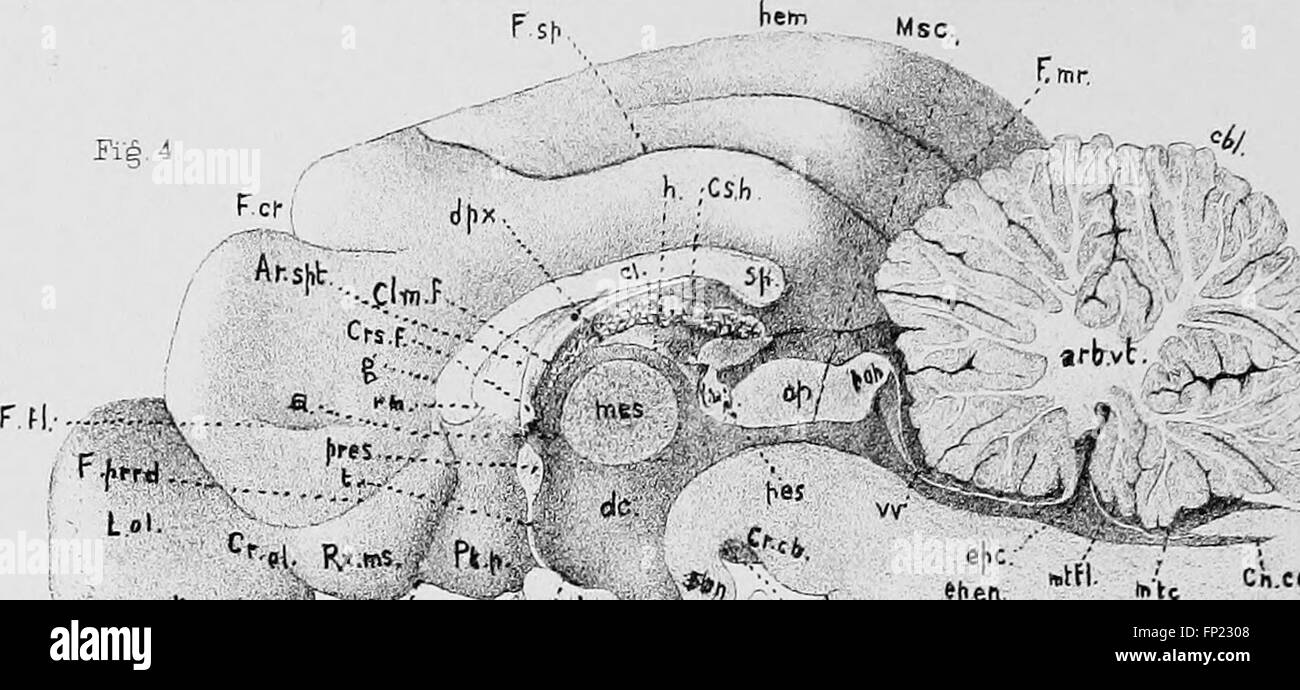 This 1886 work introduces anatomical technology applied to cats ...