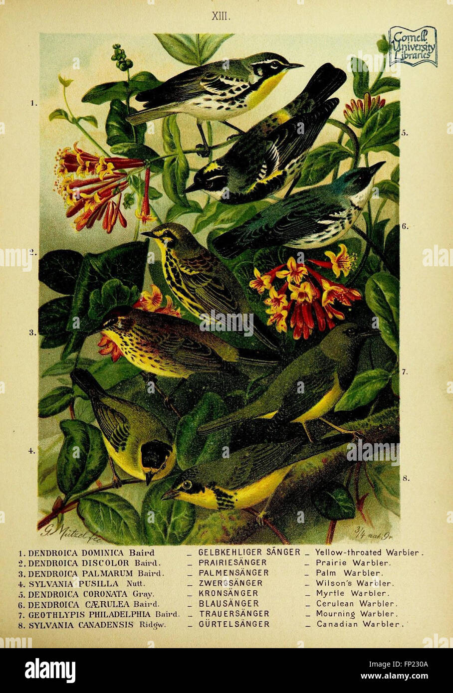 *Our Native Birds of Song and Beauty* (Plate XIII) features detailed ...