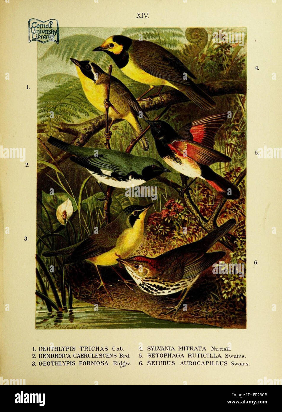 Plate XIV from 'Our Native Birds of Song and Beauty' showcases North ...