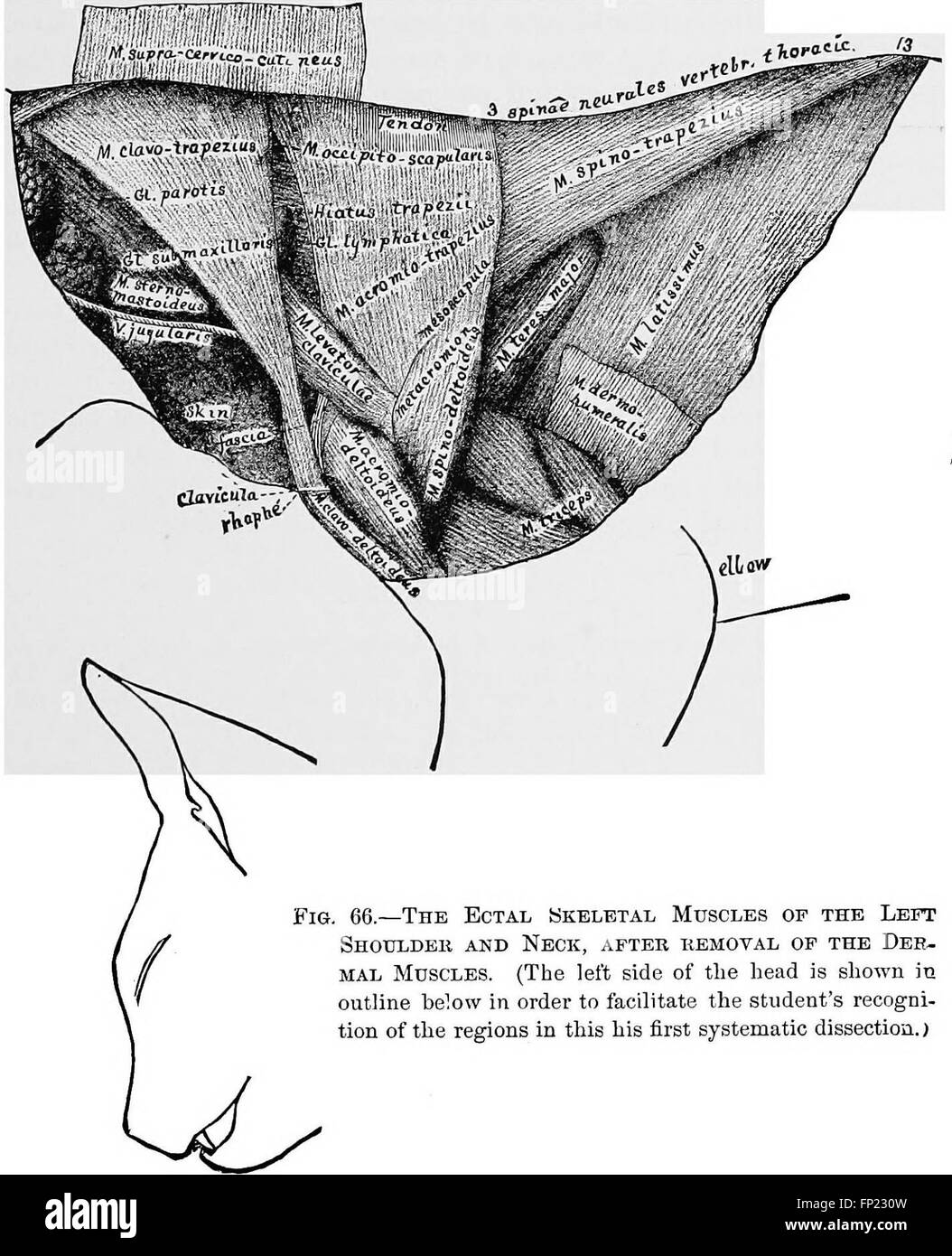 This 1886 work introduces anatomical technology applied to the domestic ...