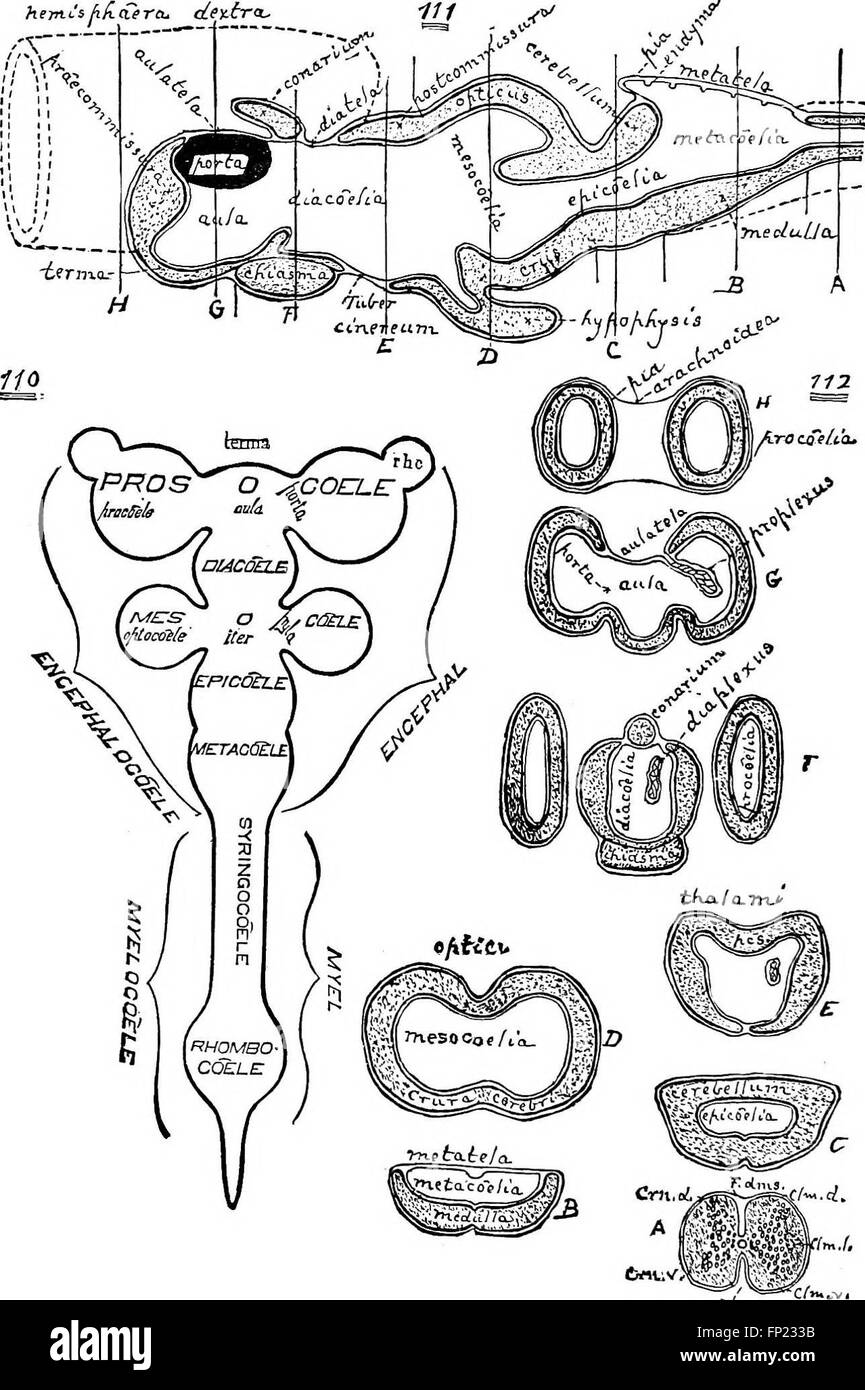 Cat anatomical Black and White Stock Photos & Images - Alamy