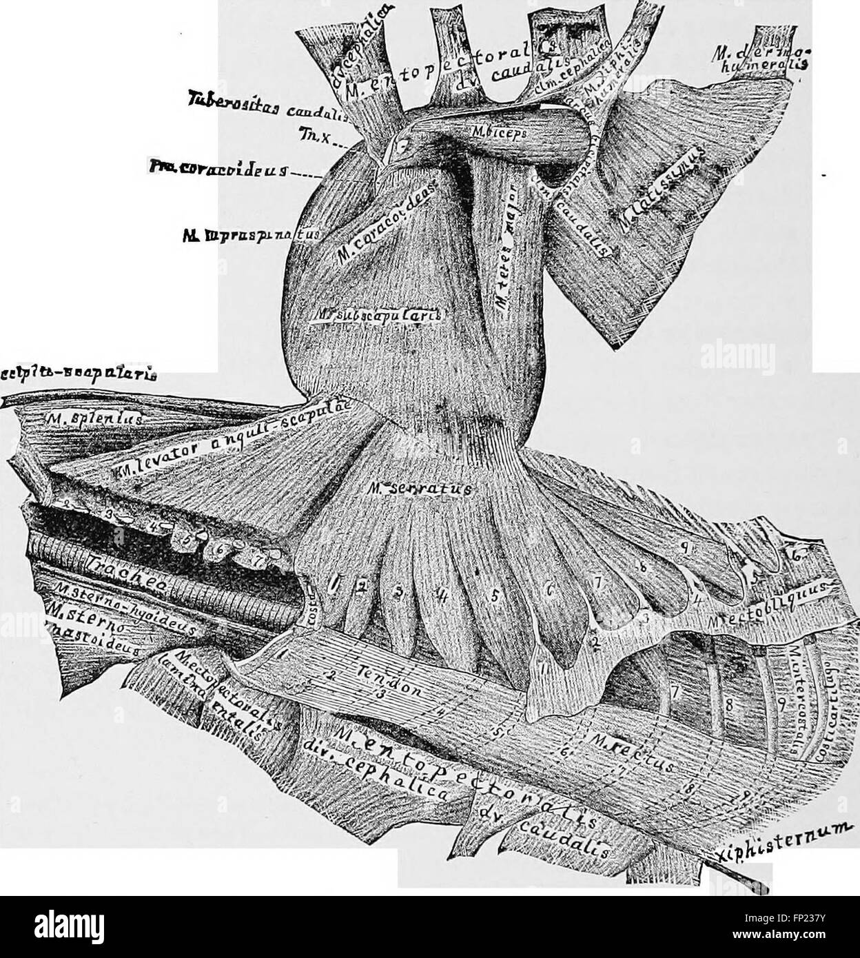 Anatomical technology as applied to the domestic cat; an introduction ...