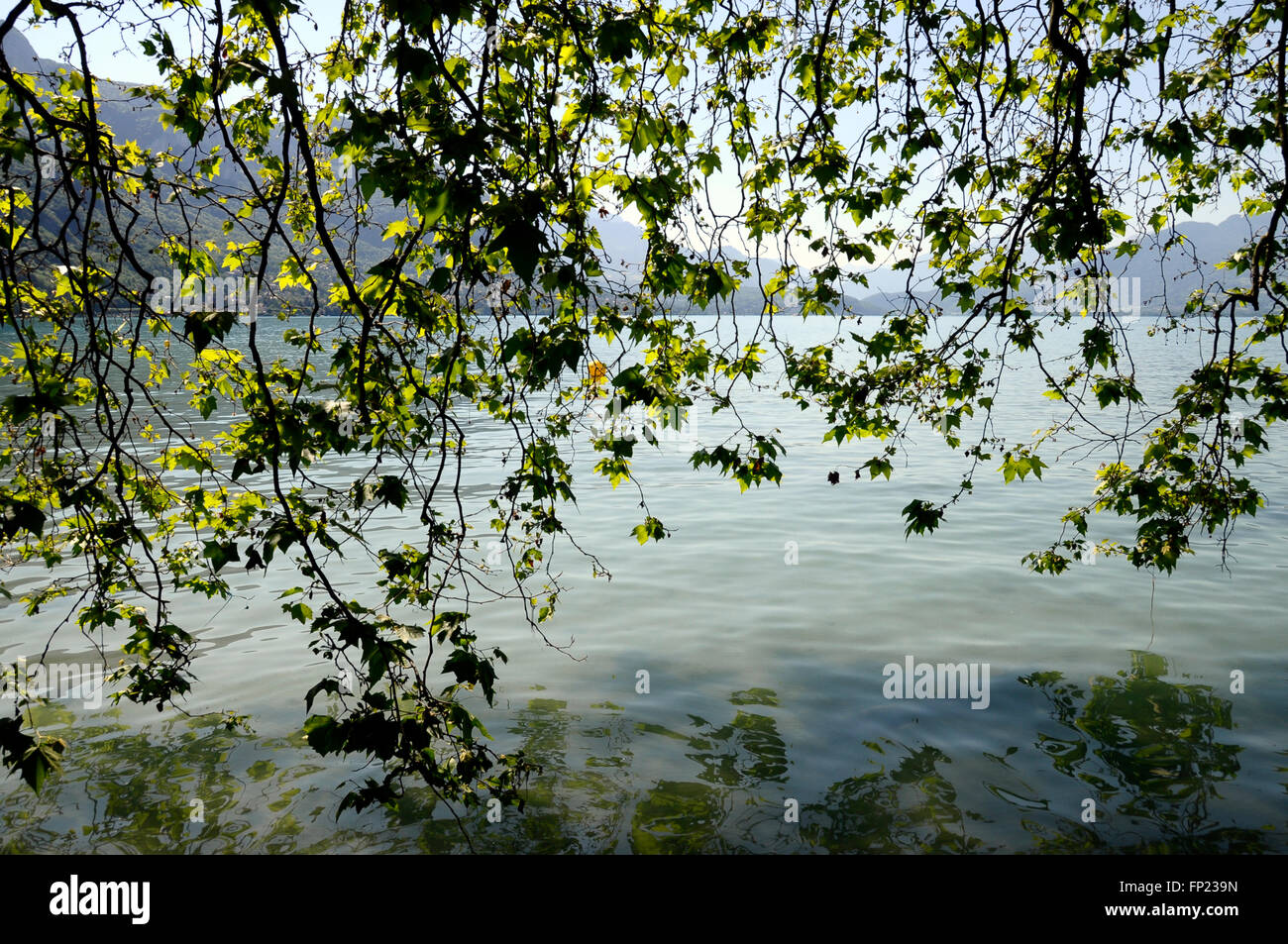 Foliage and lake background in Annecy lake, France Stock Photo - Alamy