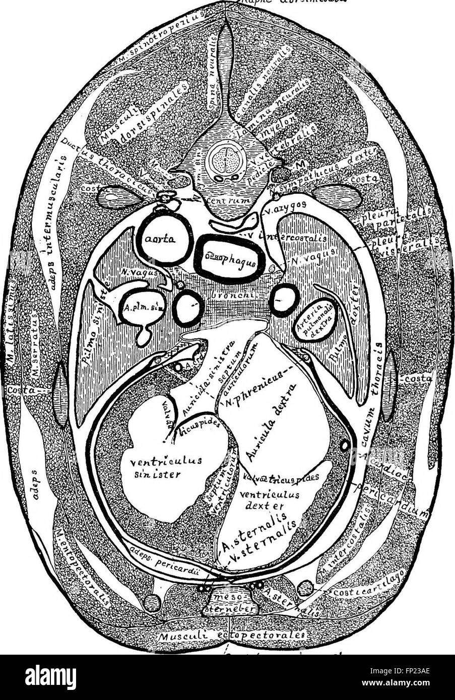 Cat introduction Black and White Stock Photos & Images - Alamy