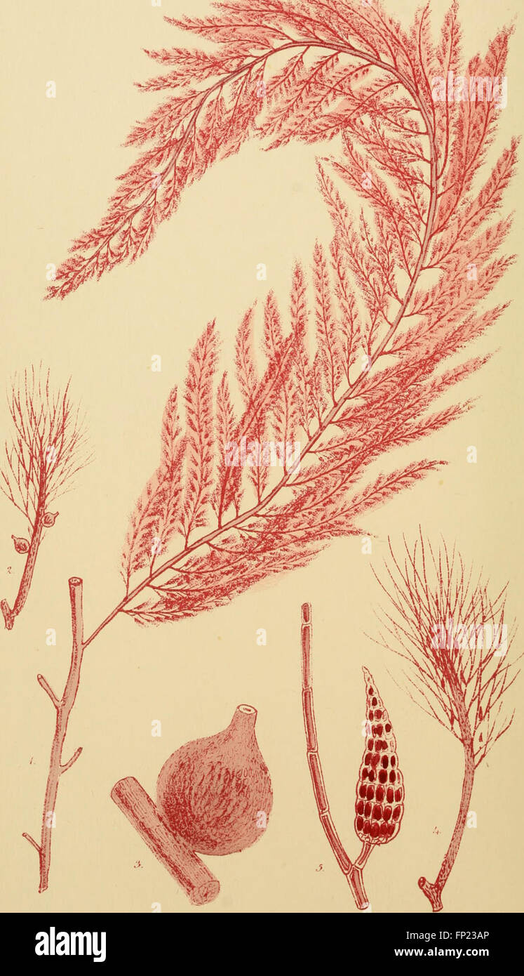 Phycologia australica hi-res stock photography and images - Alamy