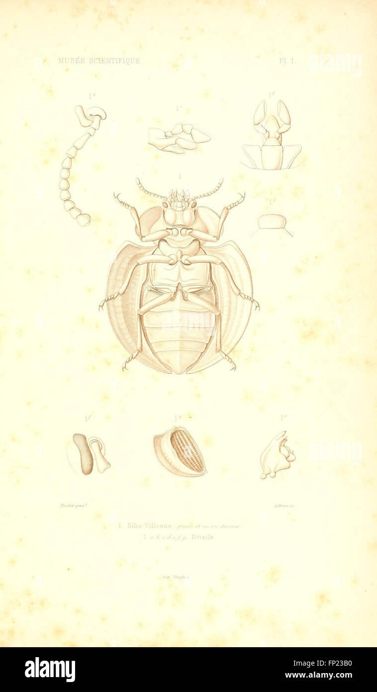 Physis hi-res stock photography and images - Alamy