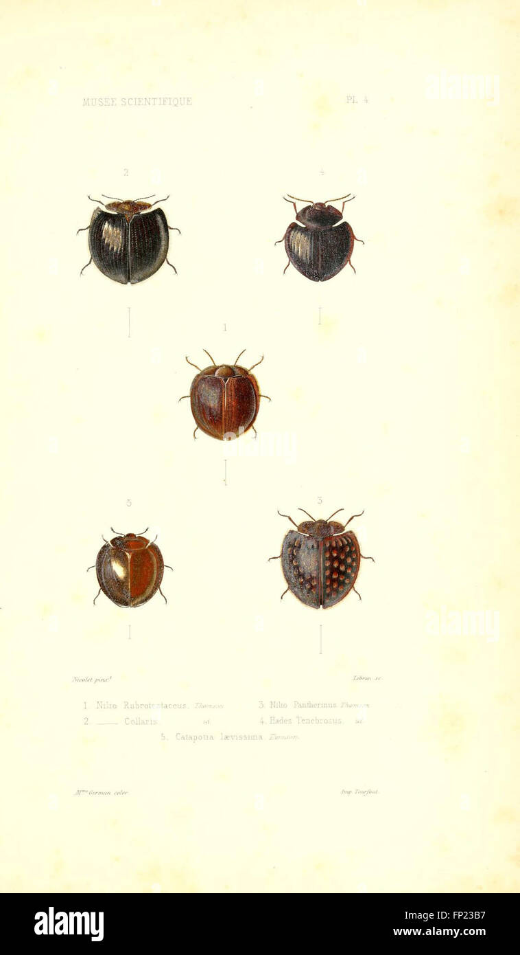 Physis hi-res stock photography and images - Alamy