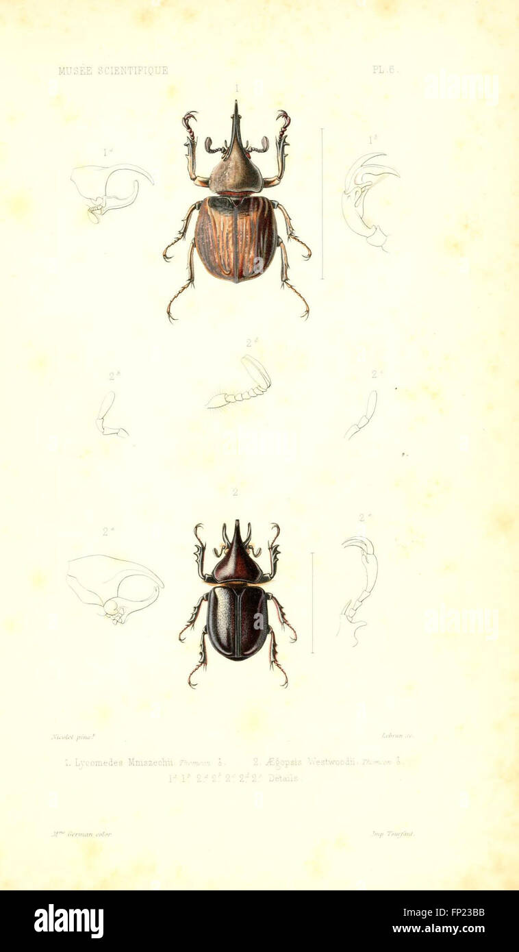 Physis hi-res stock photography and images - Alamy