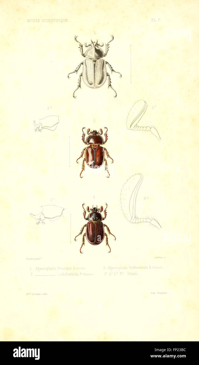 Physis hi-res stock photography and images - Alamy