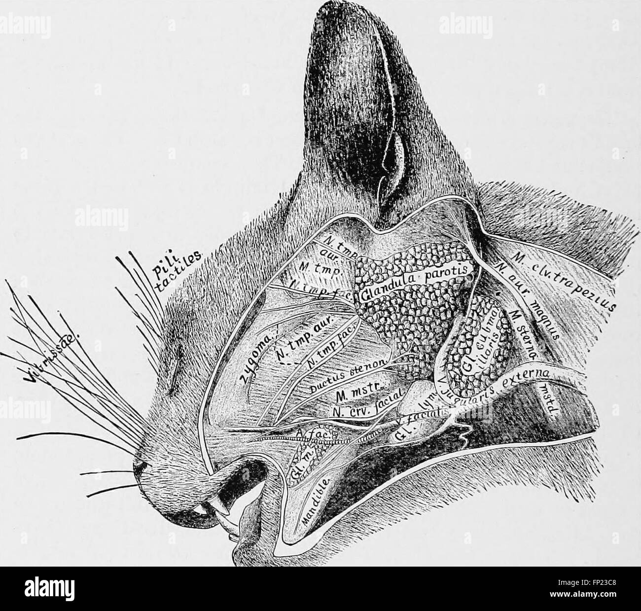 This work from 1886 introduces anatomical technology applied to the ...
