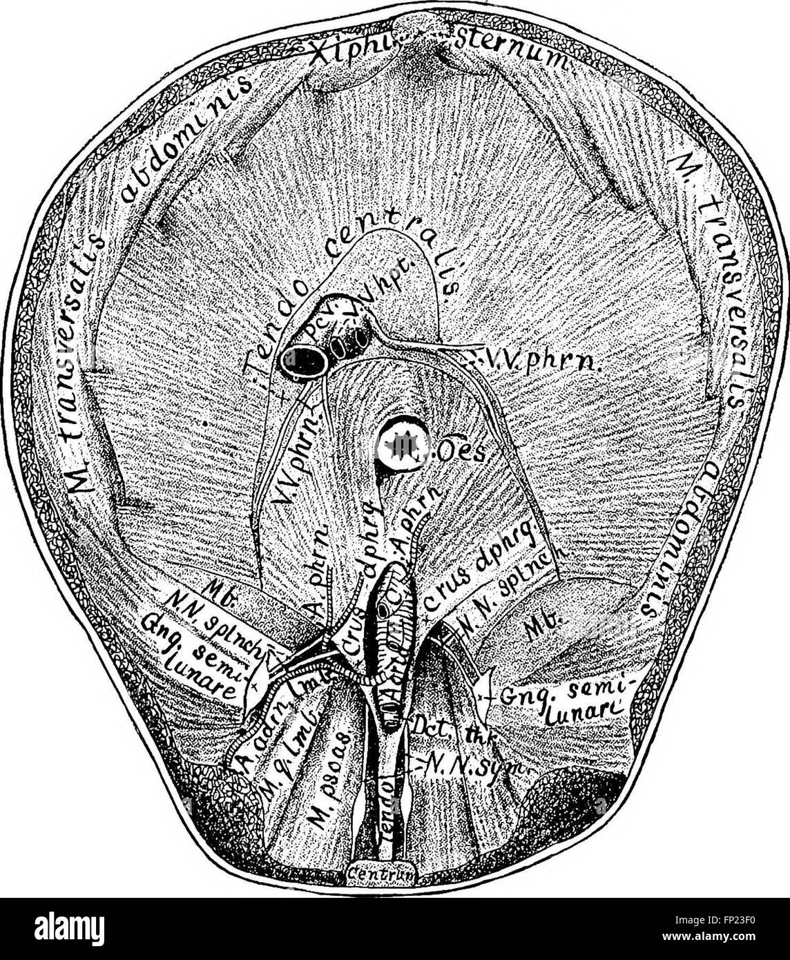 Work discusses anatomy physiology Black and White Stock Photos & Images ...