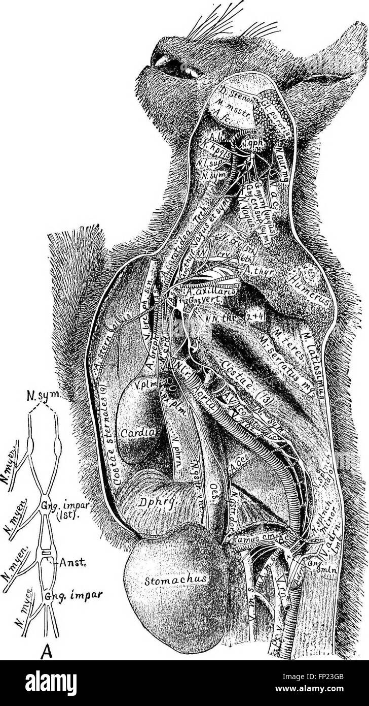 This 1886 work introduces anatomical studies of the domestic cat ...