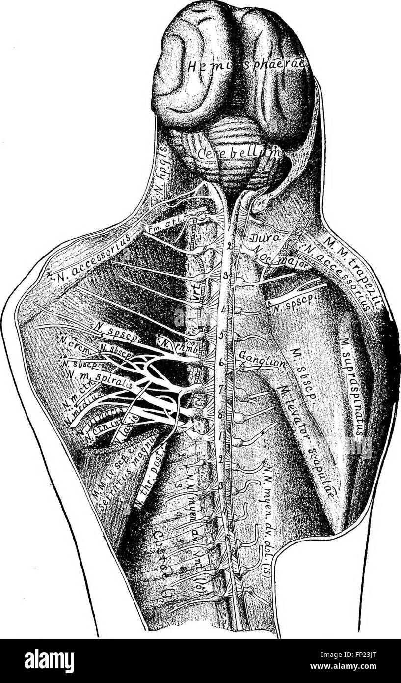 This 1886 work introduces anatomical technology applied to the domestic ...