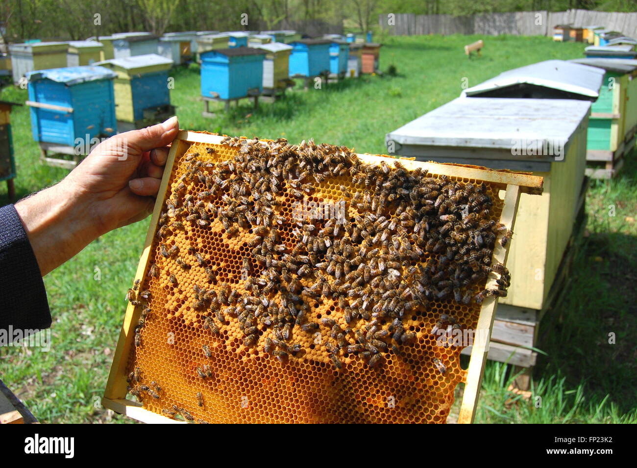 apiarist making inspection in apiary after summer season Stock Photo ...