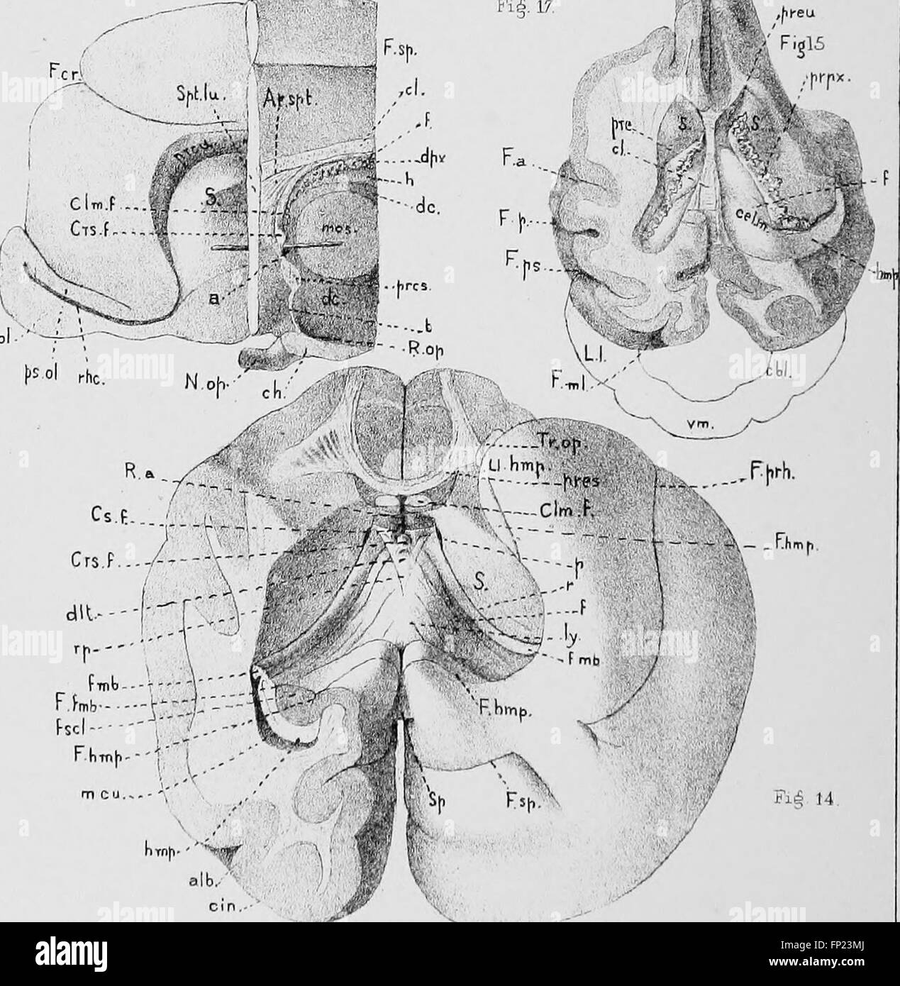 This 1886 work explores anatomical technology as applied to domestic ...
