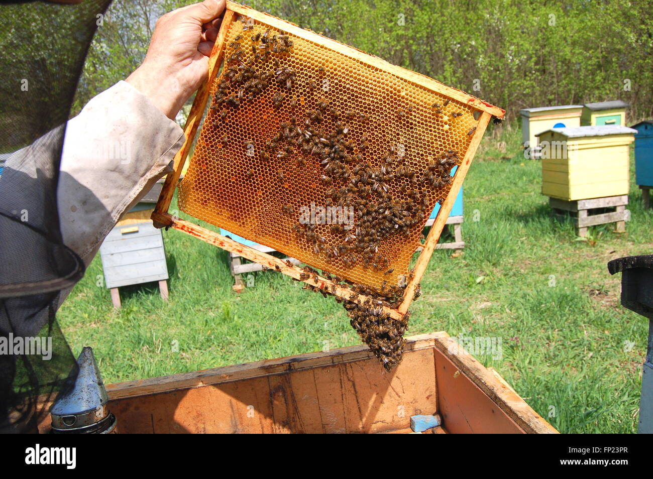 apiarist making inspection in apiary after summer season Stock Photo ...