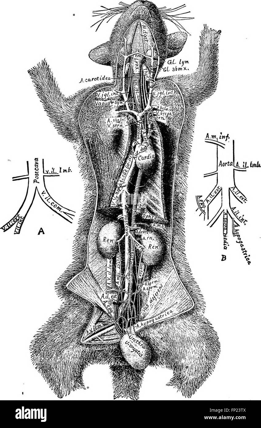 This 1886 text explores the application of anatomical technology to the ...
