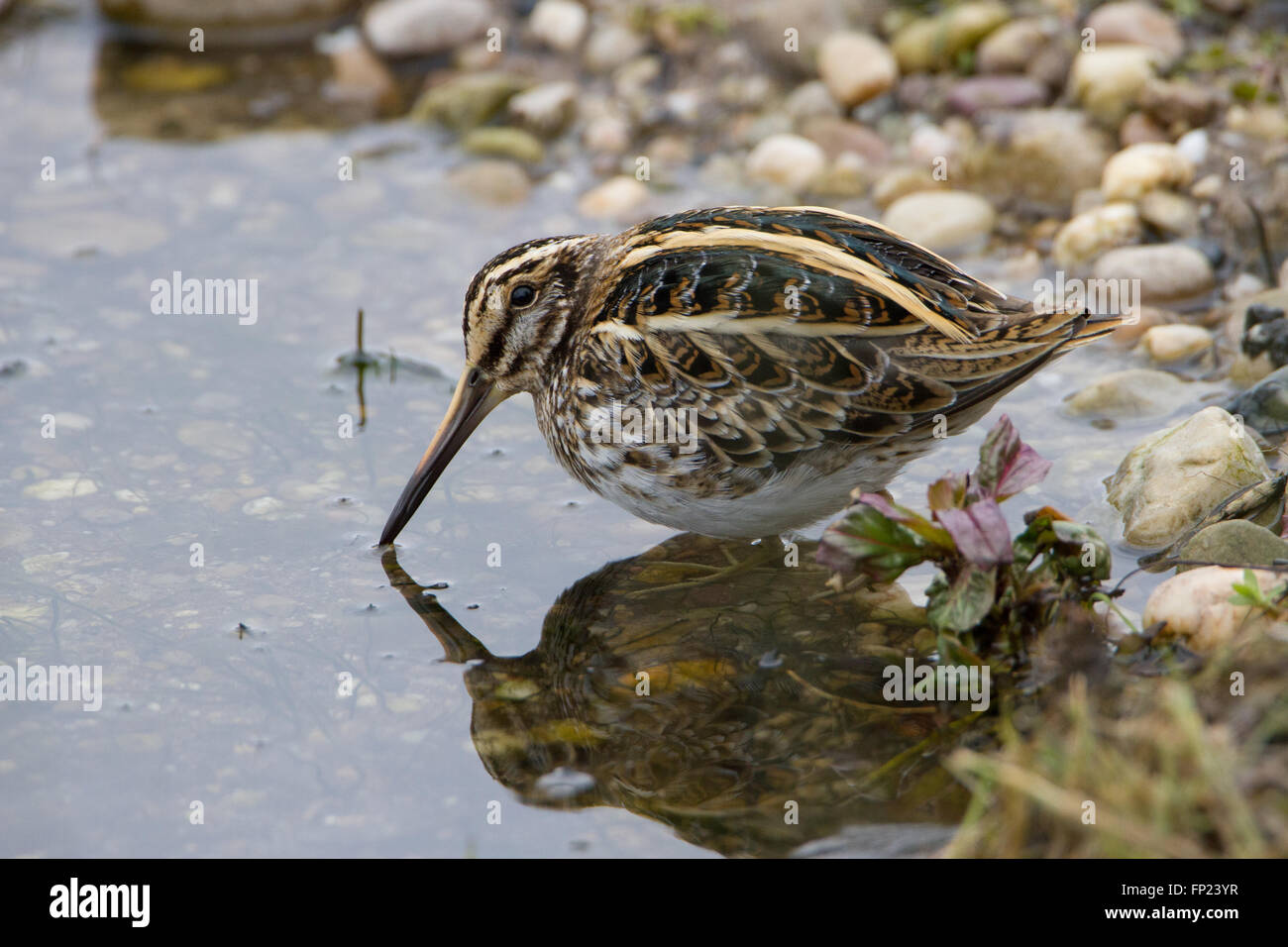 Jack snipe (Lymnocryptes minimus) feeding in a marsh in winter, in the ...