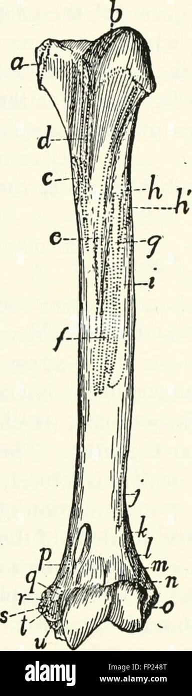 'Anatomy of the Cat' (1991) offers a detailed study of the cat’s ...